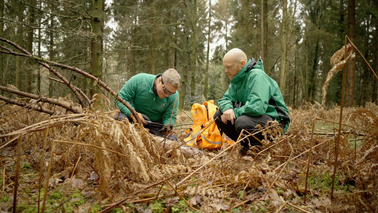 Help beat the eight-toothed spruce bark beetle through proactive ...