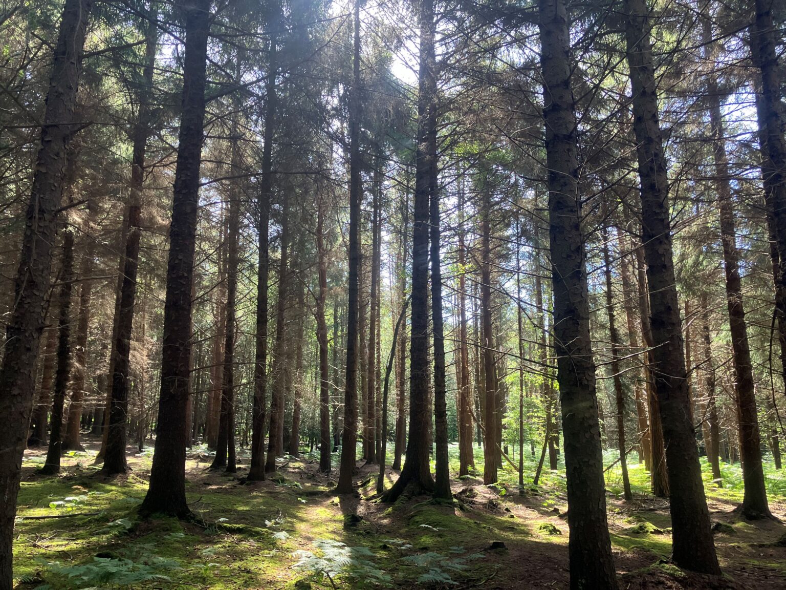 Help beat the eight-toothed spruce bark beetle through proactive ...