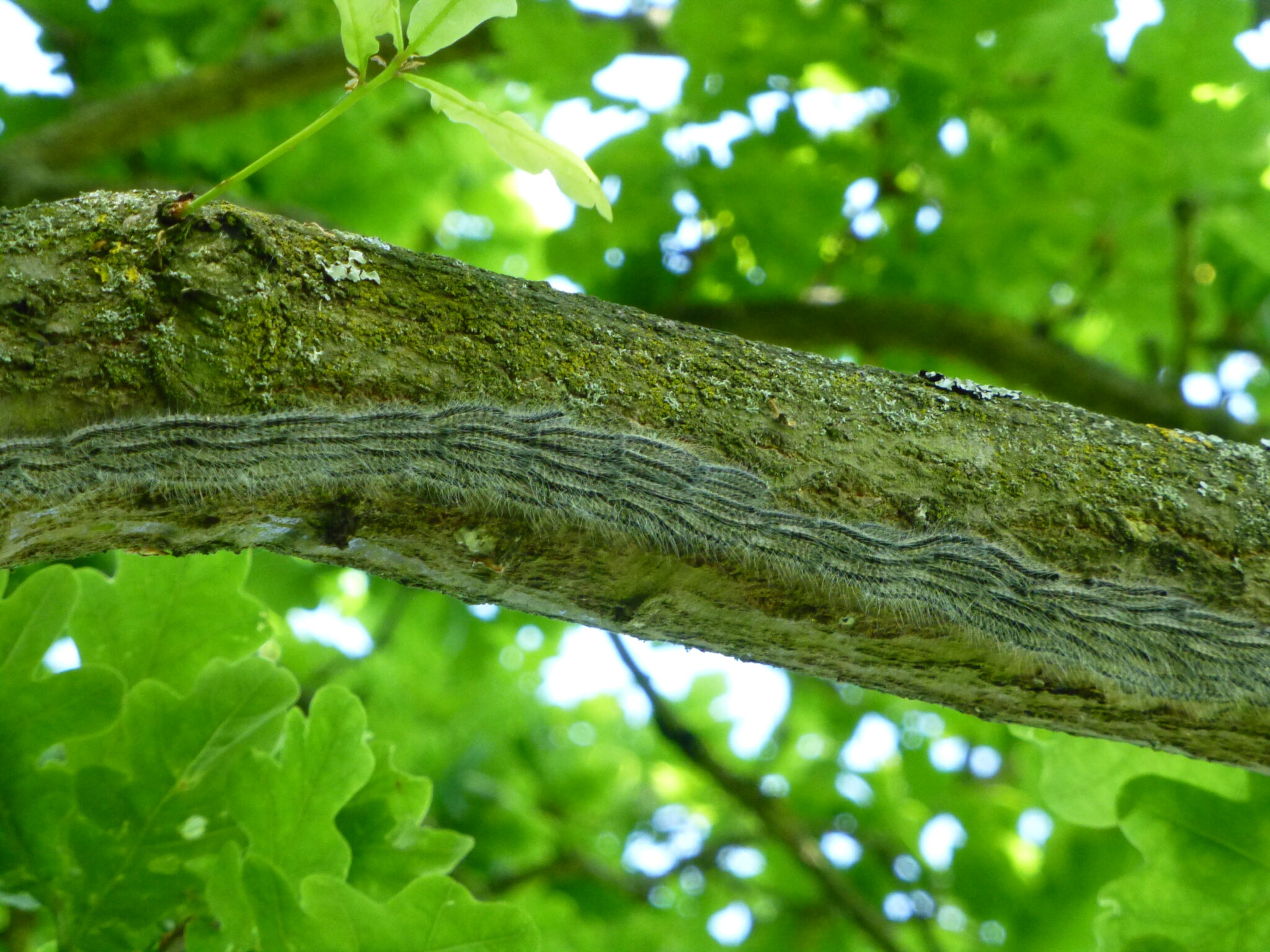 Oaks and invaders: why protecting our iconic oak matters – Forestry ...