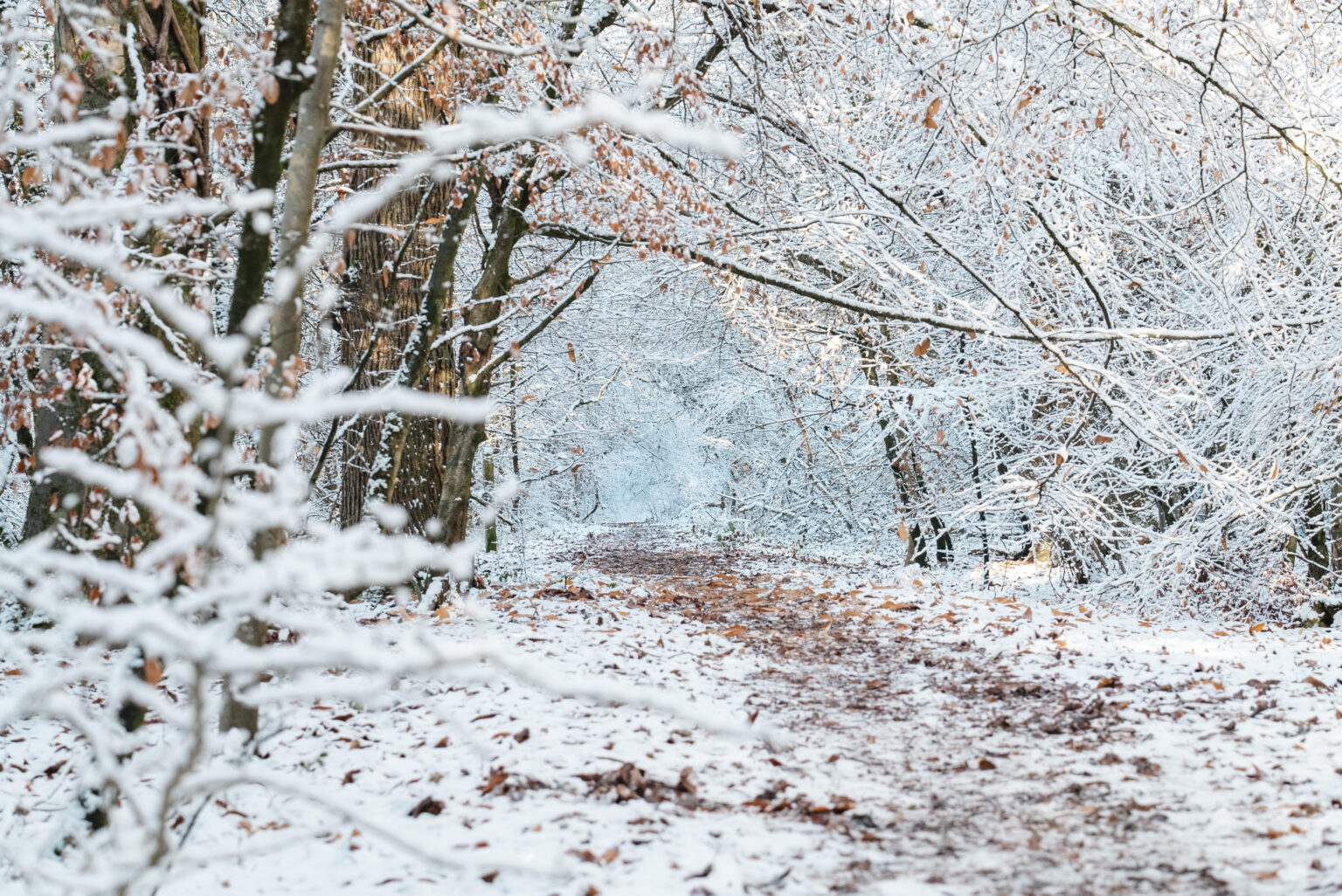 Appreciating woodland ecosystems through winter birdwatching – Forestry ...