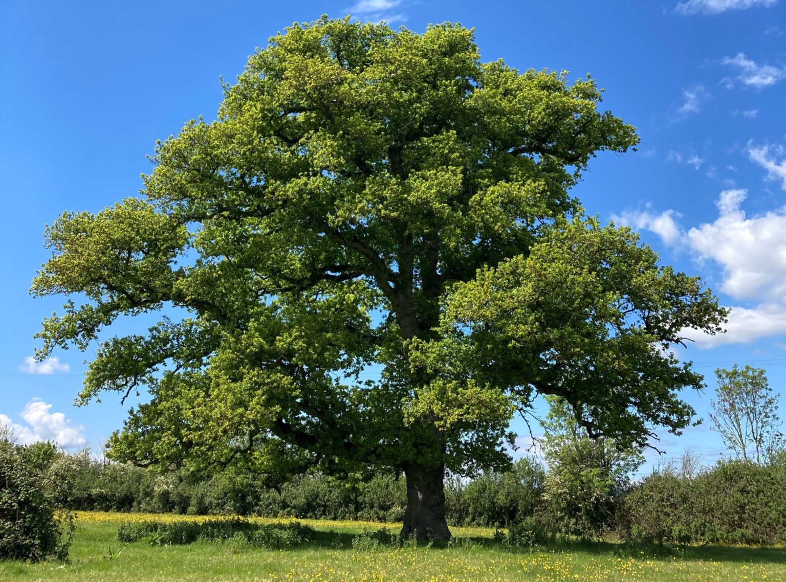 Oaks and invaders: why protecting our iconic oak matters – Forestry ...