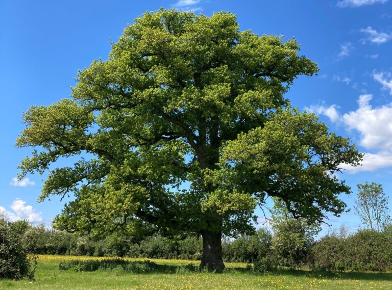Oaks and invaders: why protecting our iconic oak matters – Forestry ...