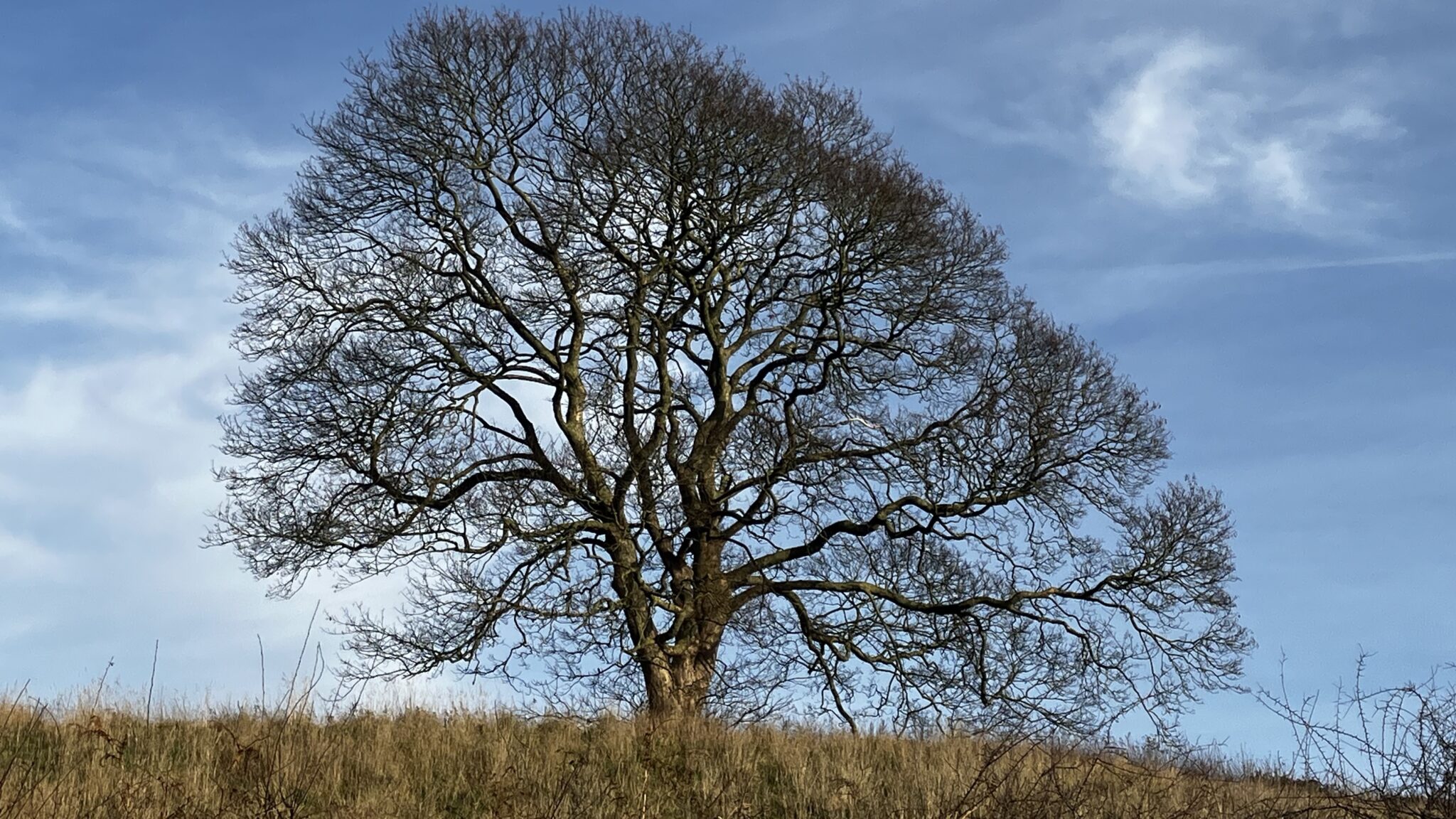 A winter woodland challenge: how to identify trees on your next winter ...