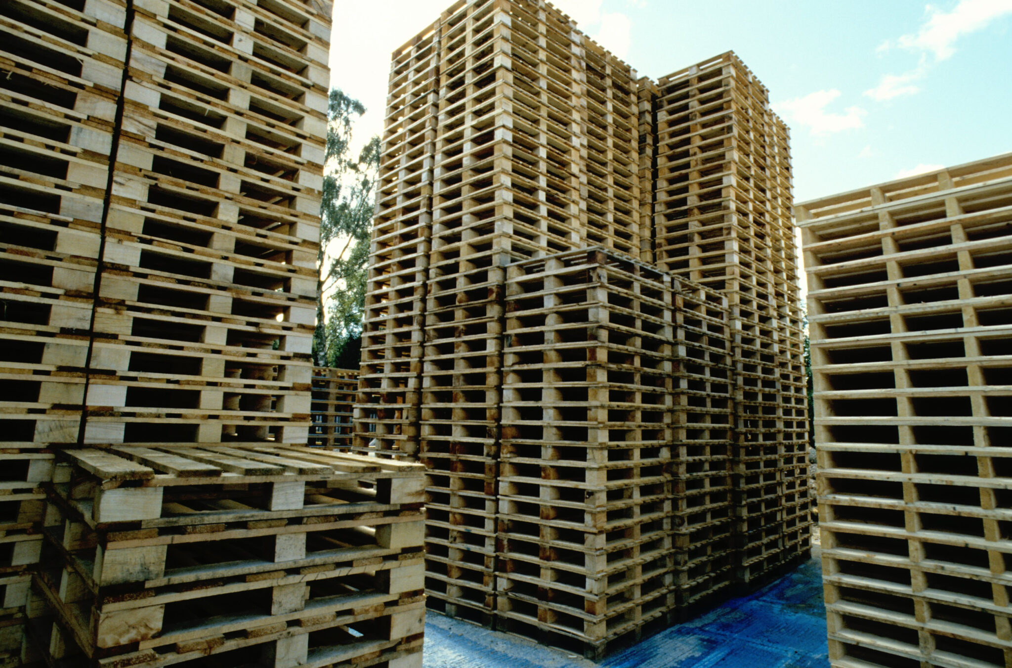 Making the most of your trees: discover the medium-value timber ...