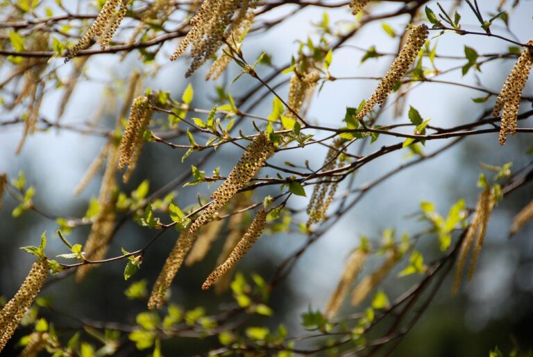The lifecycle of catkins – Forestry Commission