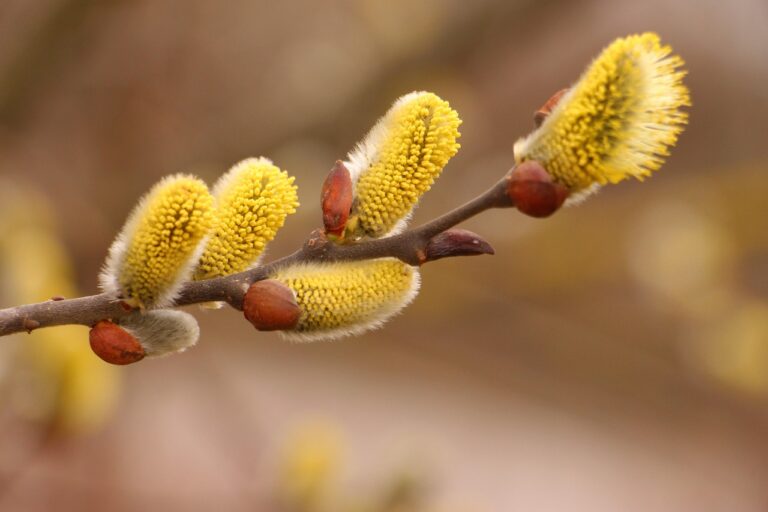 The lifecycle of catkins – Forestry Commission