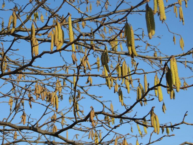 The lifecycle of catkins – Forestry Commission