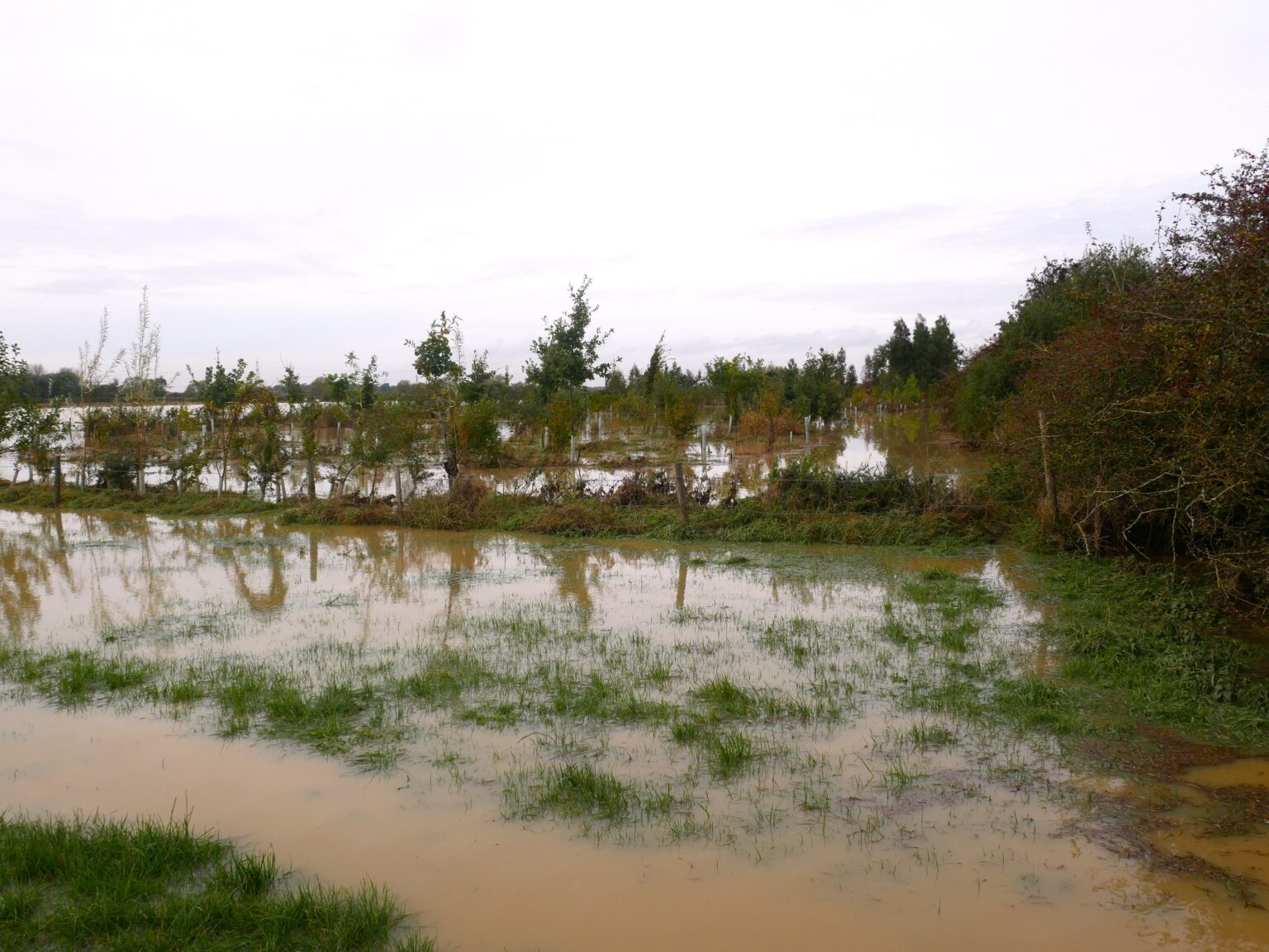Future-proofing our woodlands and forests against climate change ...